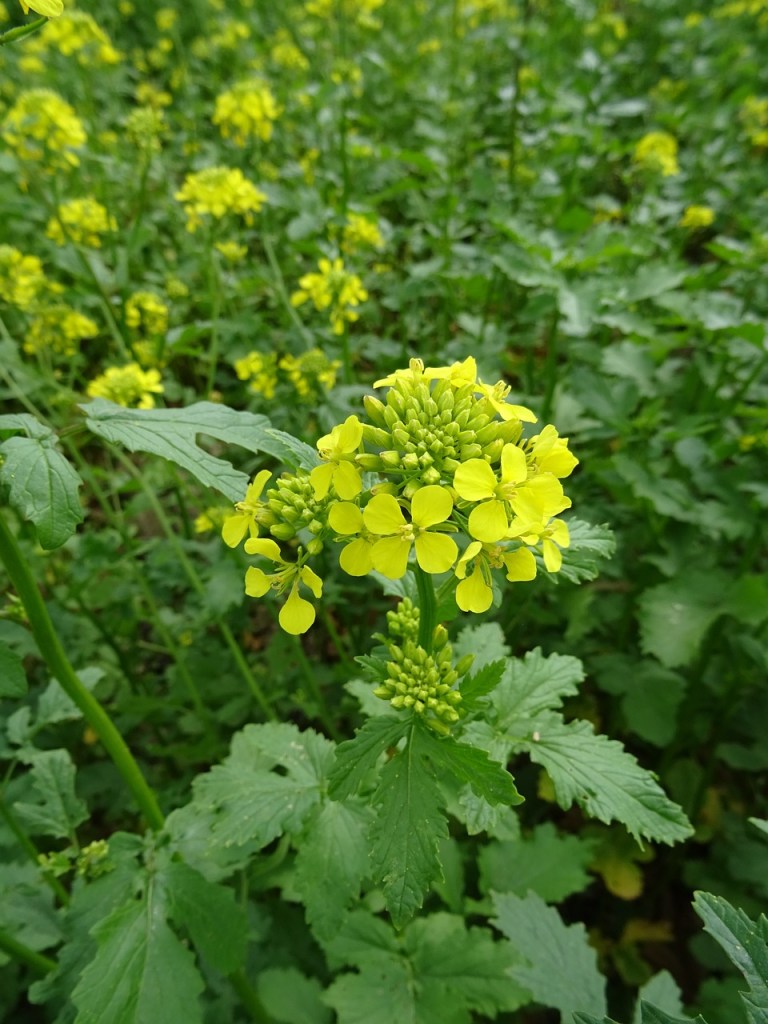 Invasive Weed or Valuable Green Manure? Discover Charlock Mustard Uses ...