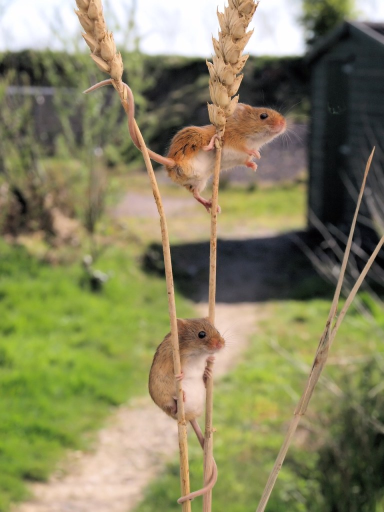 Harvest Mouse (Micromys minutus) – The Smallest British Mouse Species ...
