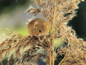 Harvest Mouse (Micromys minutus) – The Smallest British Mouse Species ...