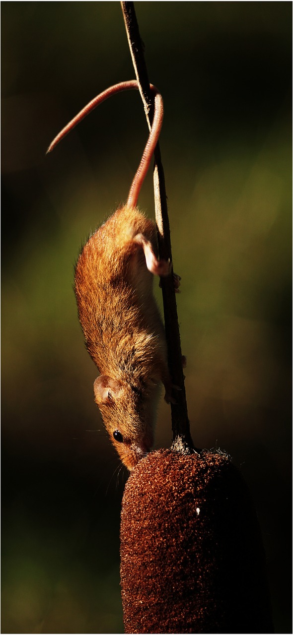 Harvest Mouse (Micromys minutus) – The Smallest British Mouse Species ...