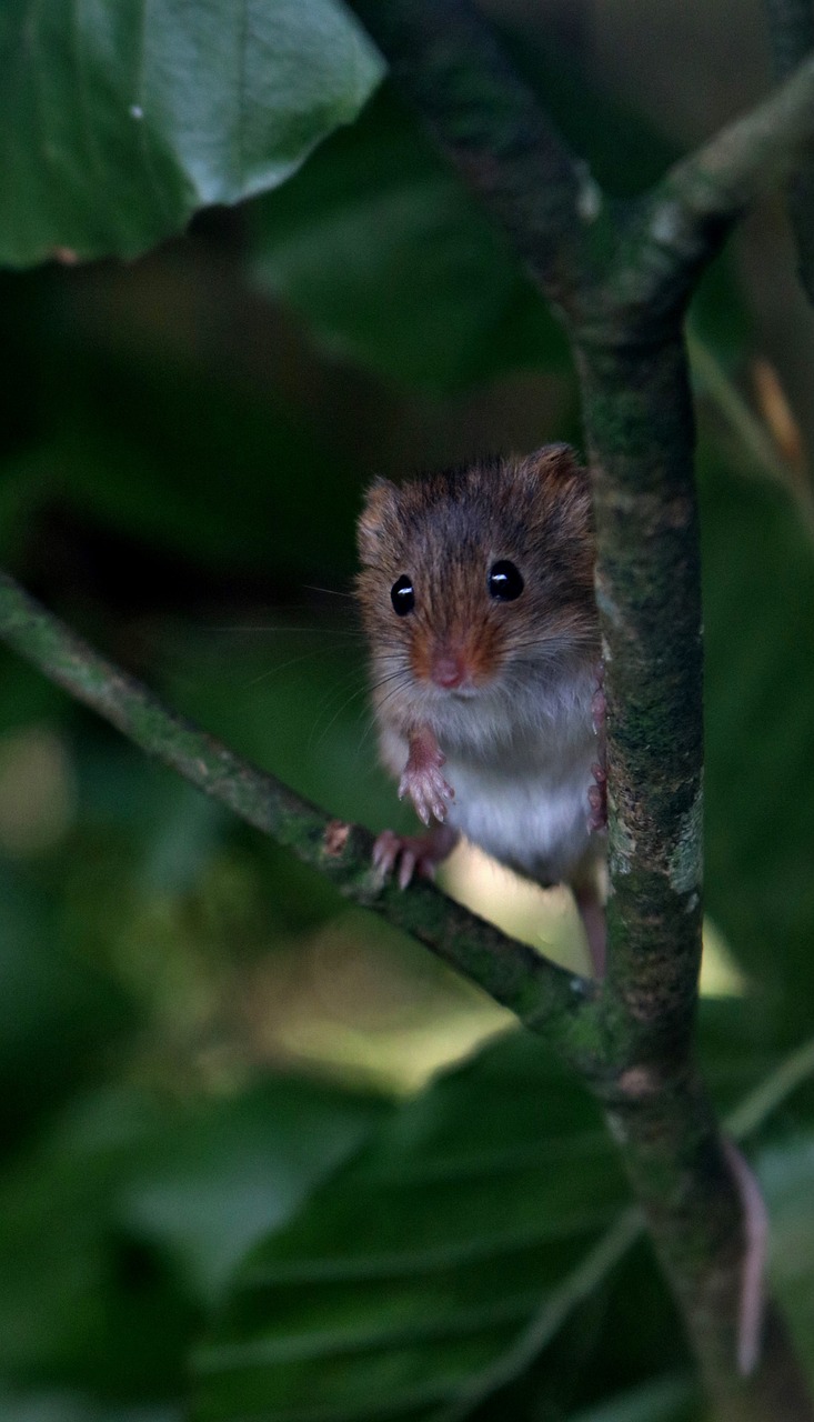 Harvest Mouse (Micromys minutus) – The Smallest British Mouse Species ...