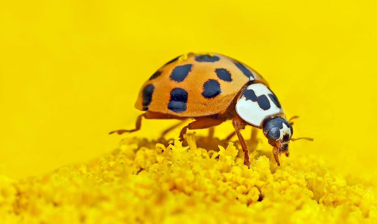All You Need to Know About Ladybirds in British Gardens – Earthly Comforts