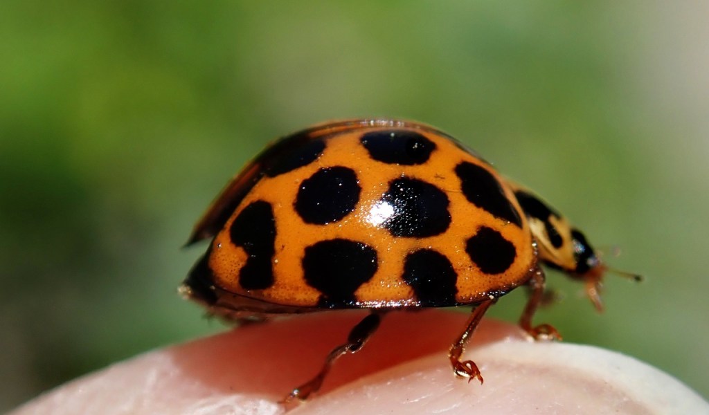 All You Need to Know About Ladybirds in British Gardens – Earthly Comforts