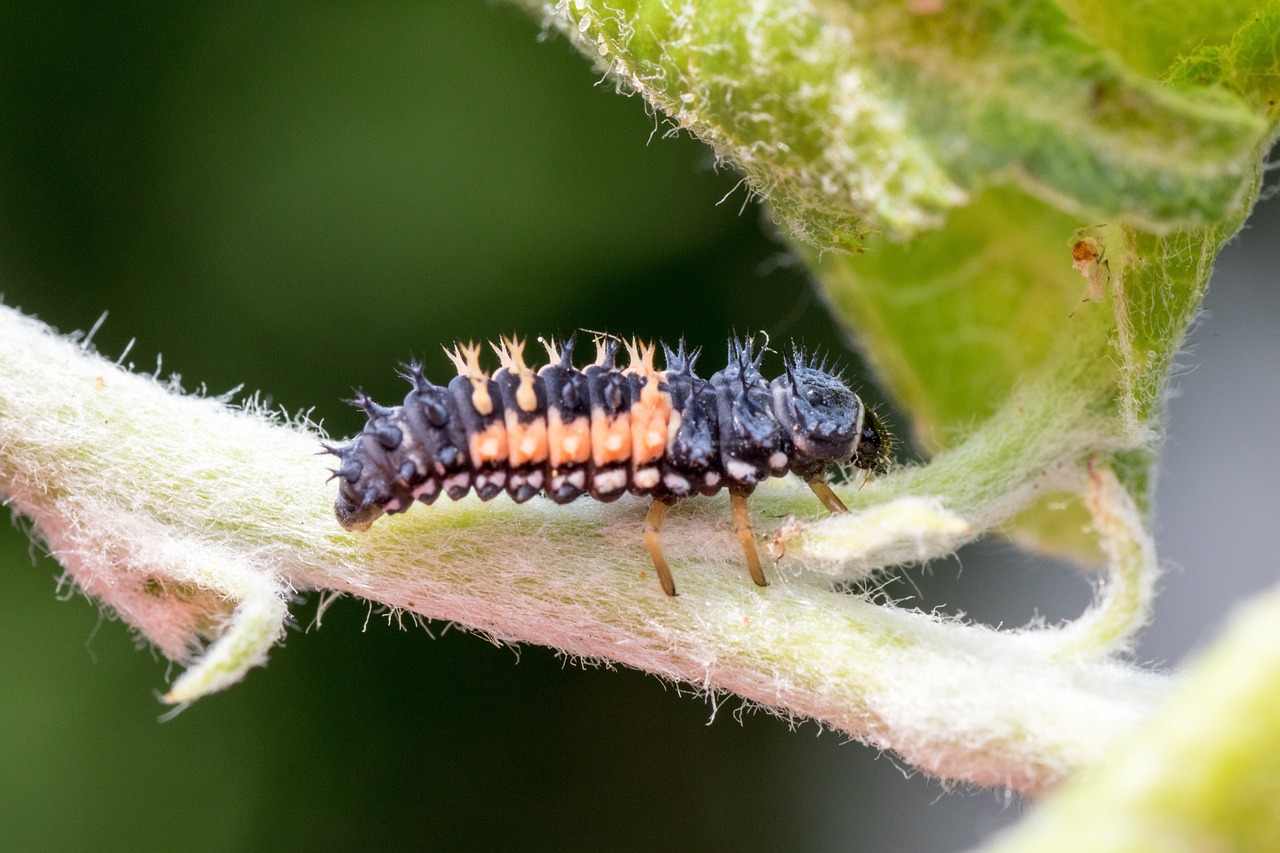 All You Need to Know About Ladybirds in British Gardens – Earthly Comforts
