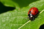 All You Need to Know About Ladybirds in British Gardens – Earthly Comforts