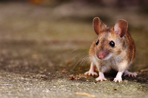 Yellow-Necked Mouse (Apodemus flavicollis) Species and Characteristics ...