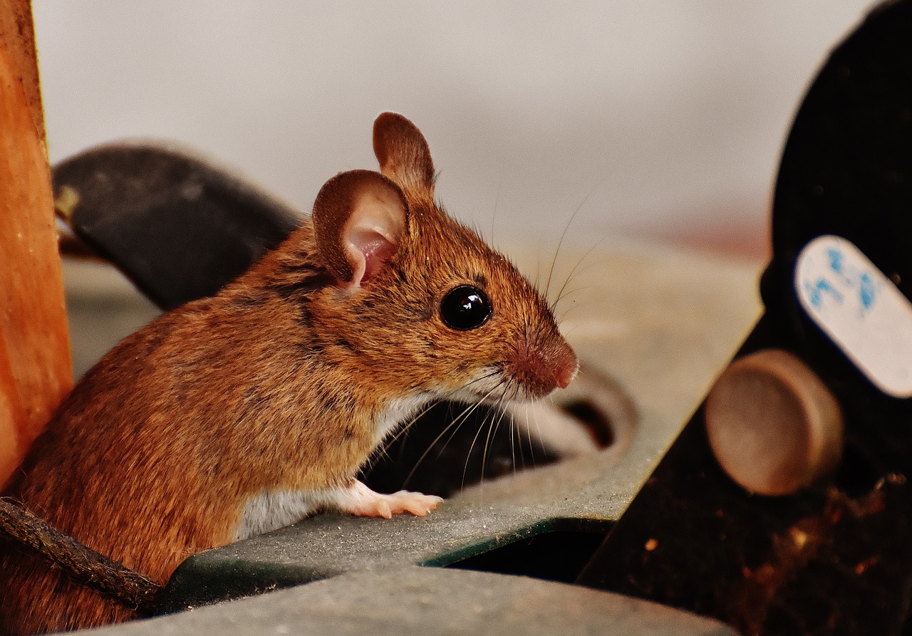 Yellow-Necked Mouse (Apodemus flavicollis) Species and Characteristics ...