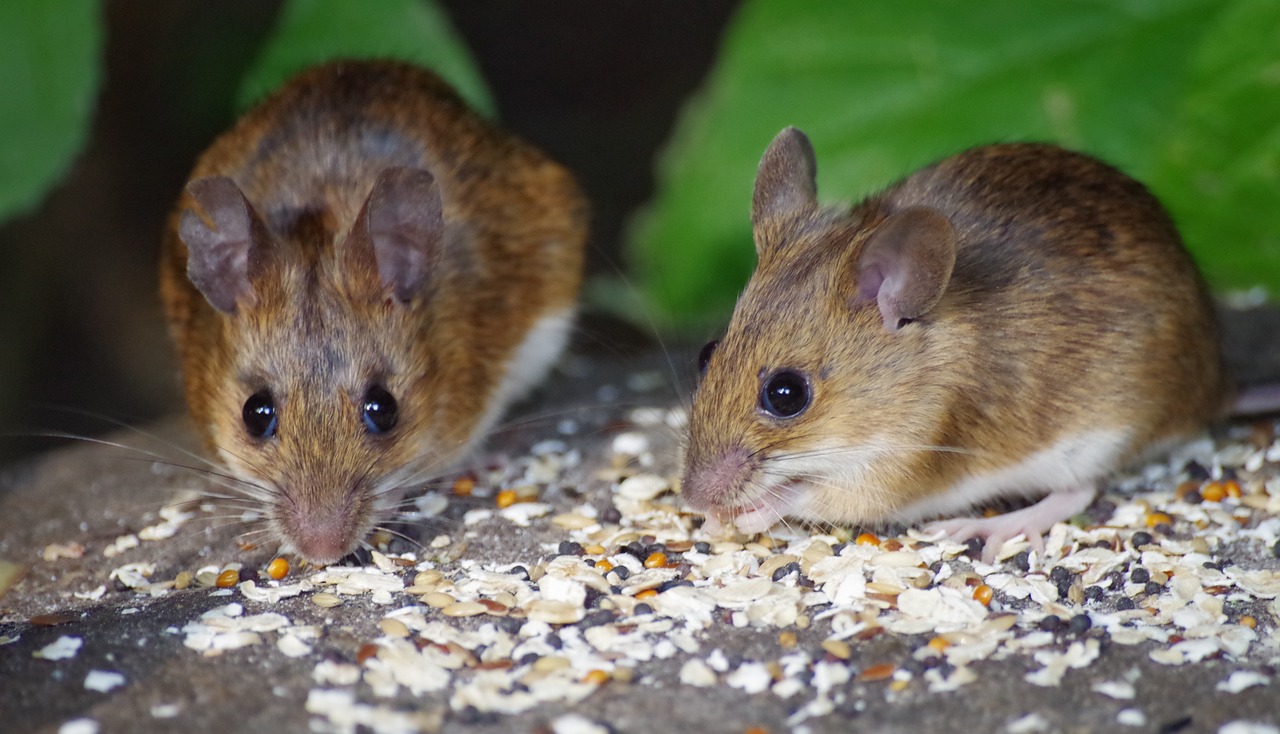 Yellow-Necked Mouse (Apodemus flavicollis) Species and Characteristics ...
