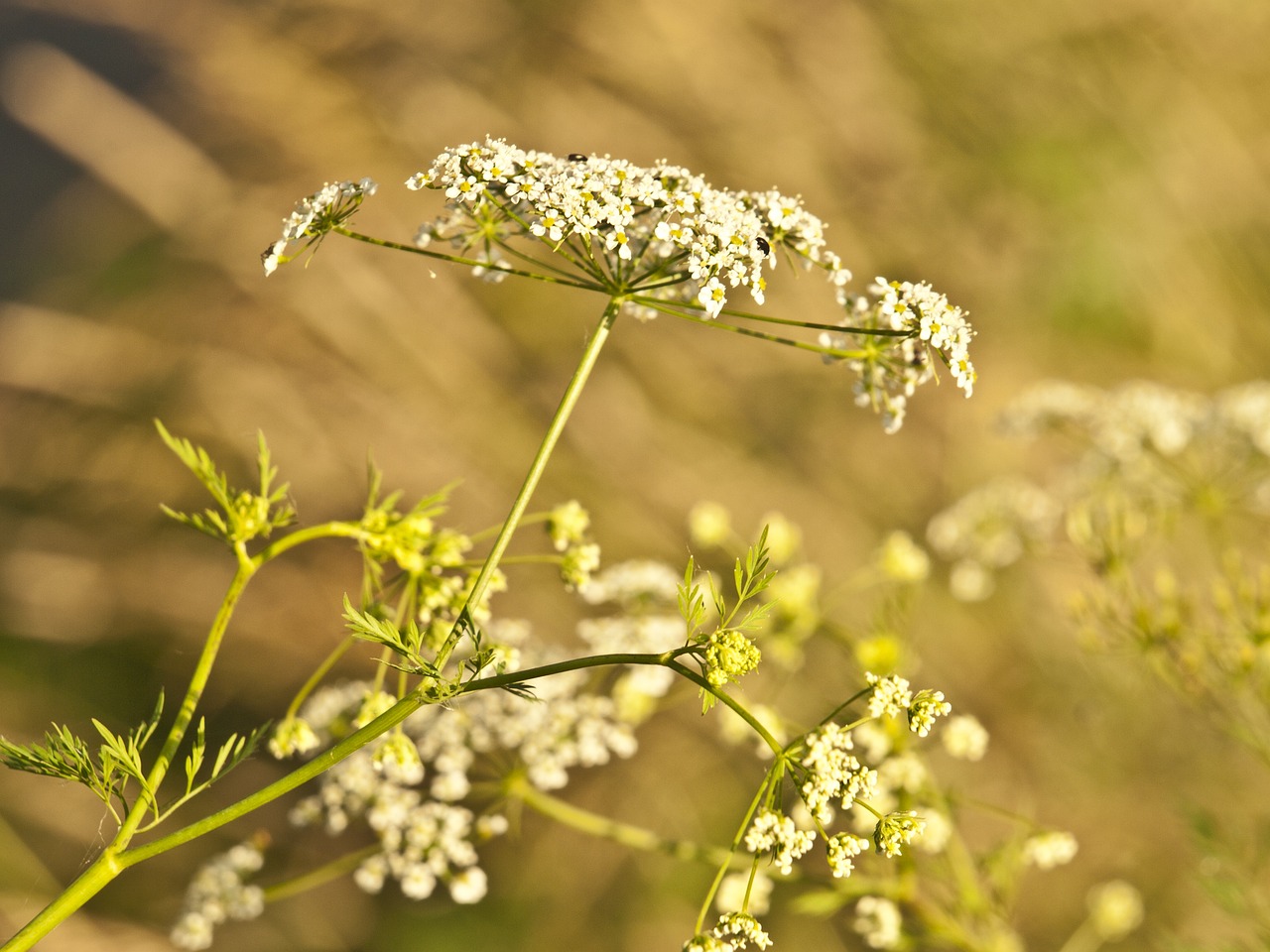 Yarrow: The Versatile Herb for Sustainable Gardens and Wildlife ...