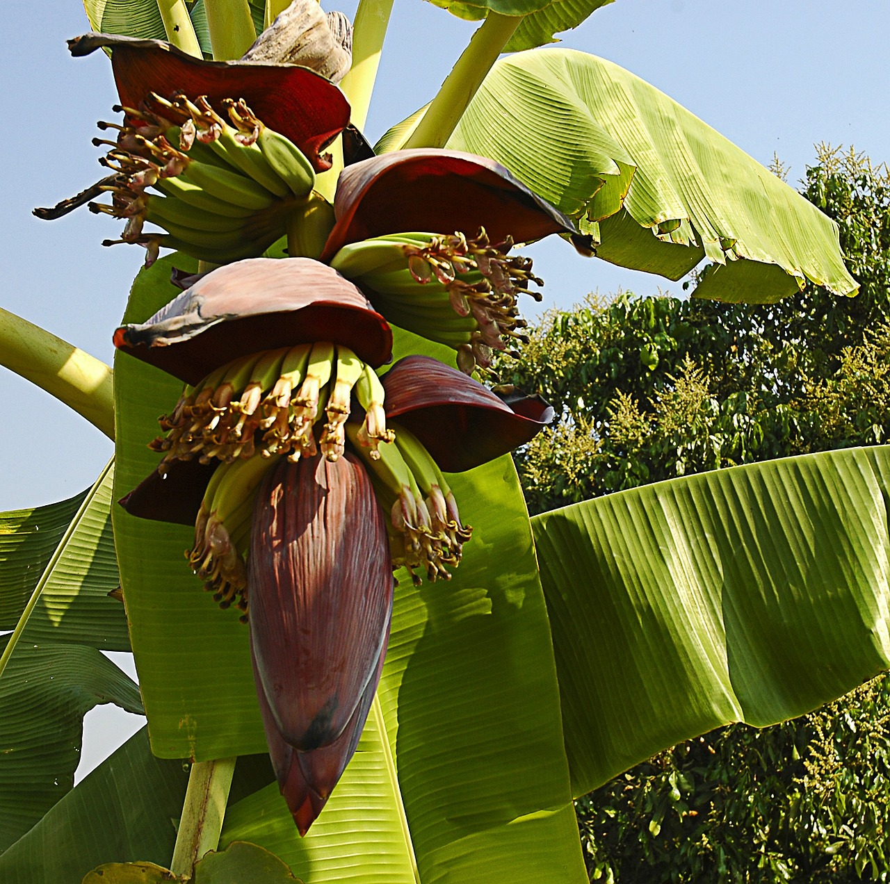 Banana Revealed: Origins, Nutritional Value, and Surprising Facts ...