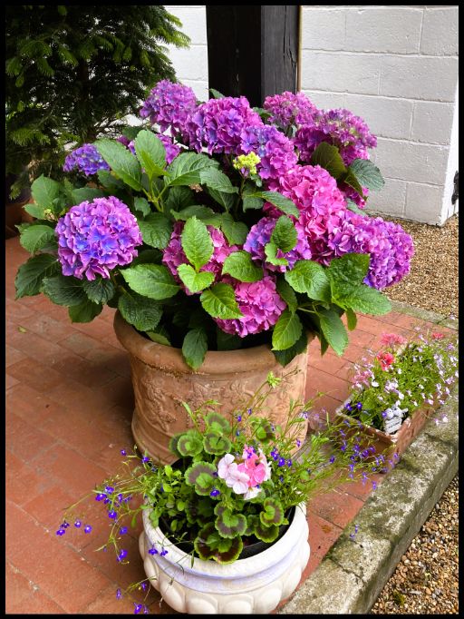Understanding Hydrangeas: Colour, Soil pH, and Care – Earthly Comforts