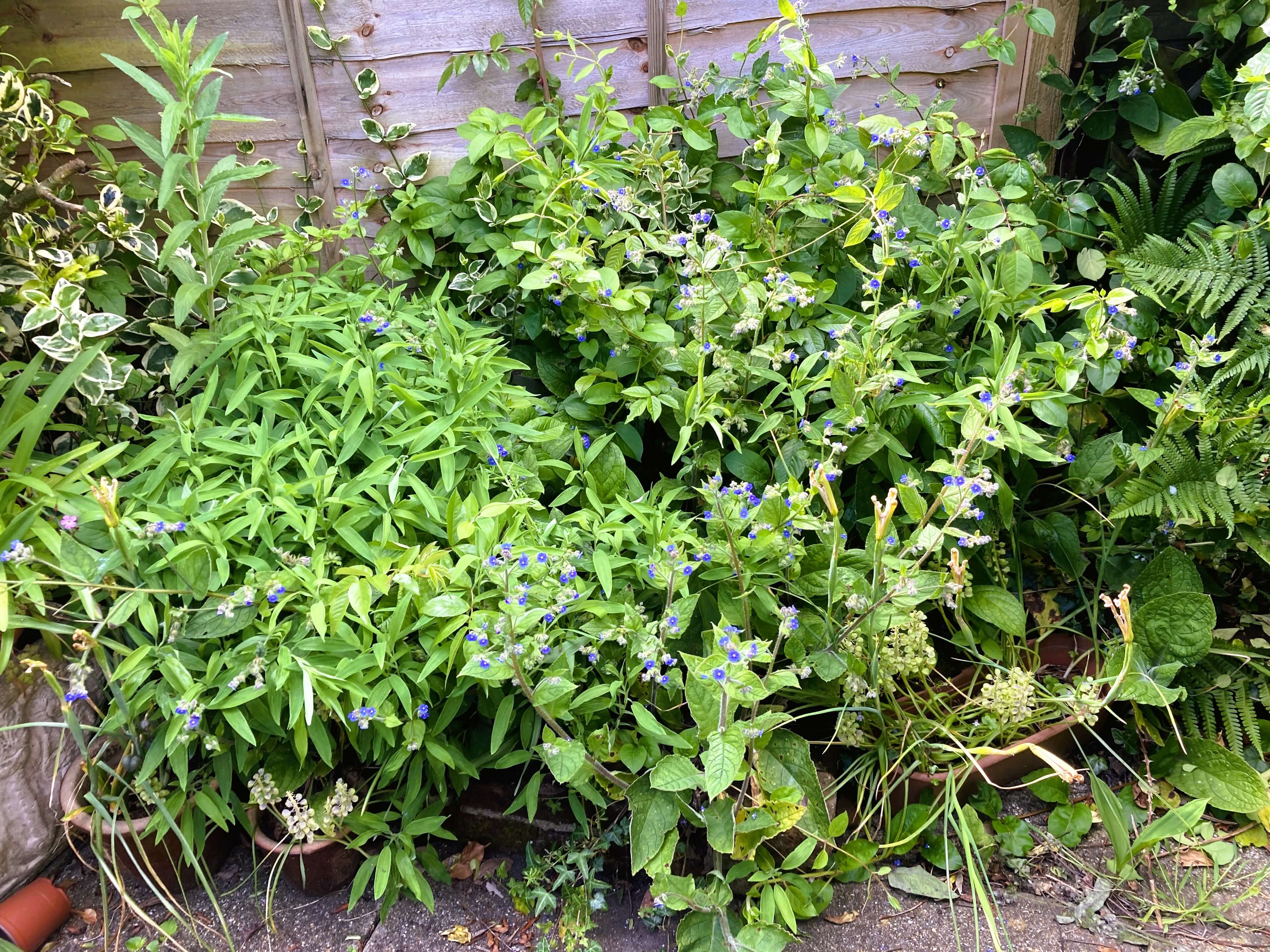 Green Alkanet: A Gardener’s Guide – Earthly Comforts