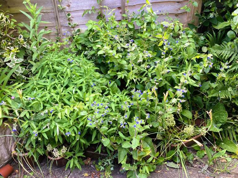 Green Alkanet: A Gardener’s Guide – Earthly Comforts