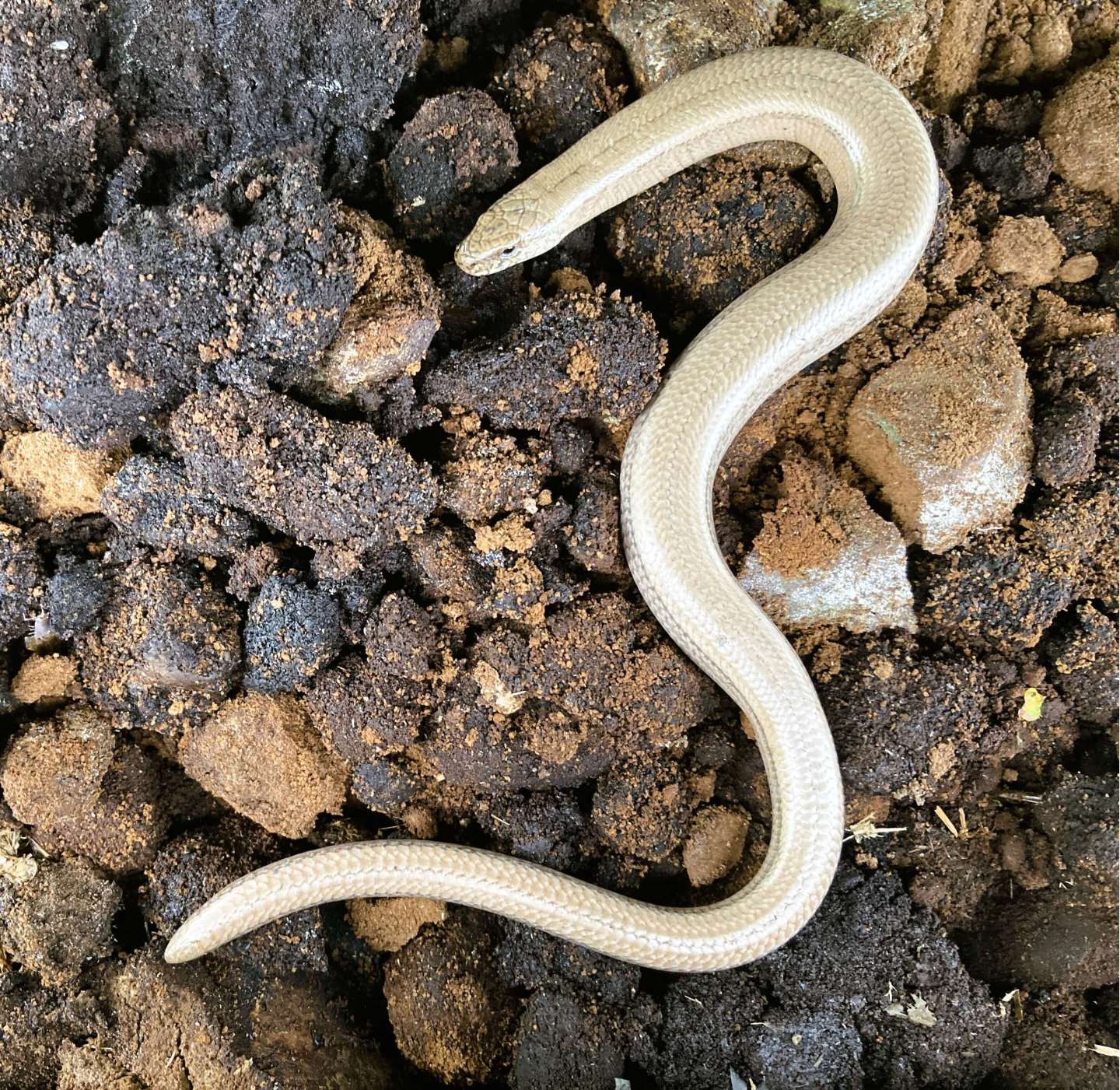 Understanding Slow Worms: Essential Garden Allies – Earthly Comforts