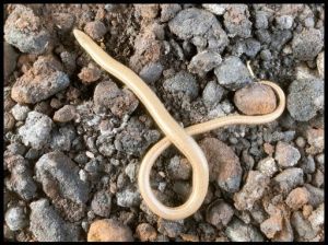 Understanding Slow Worms: Essential Garden Allies – Earthly Comforts