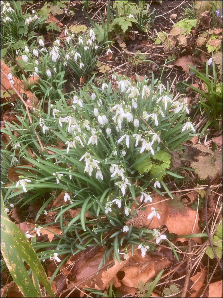 The Beauty and Symbolism of Snowdrops in the UK – Earthly Comforts