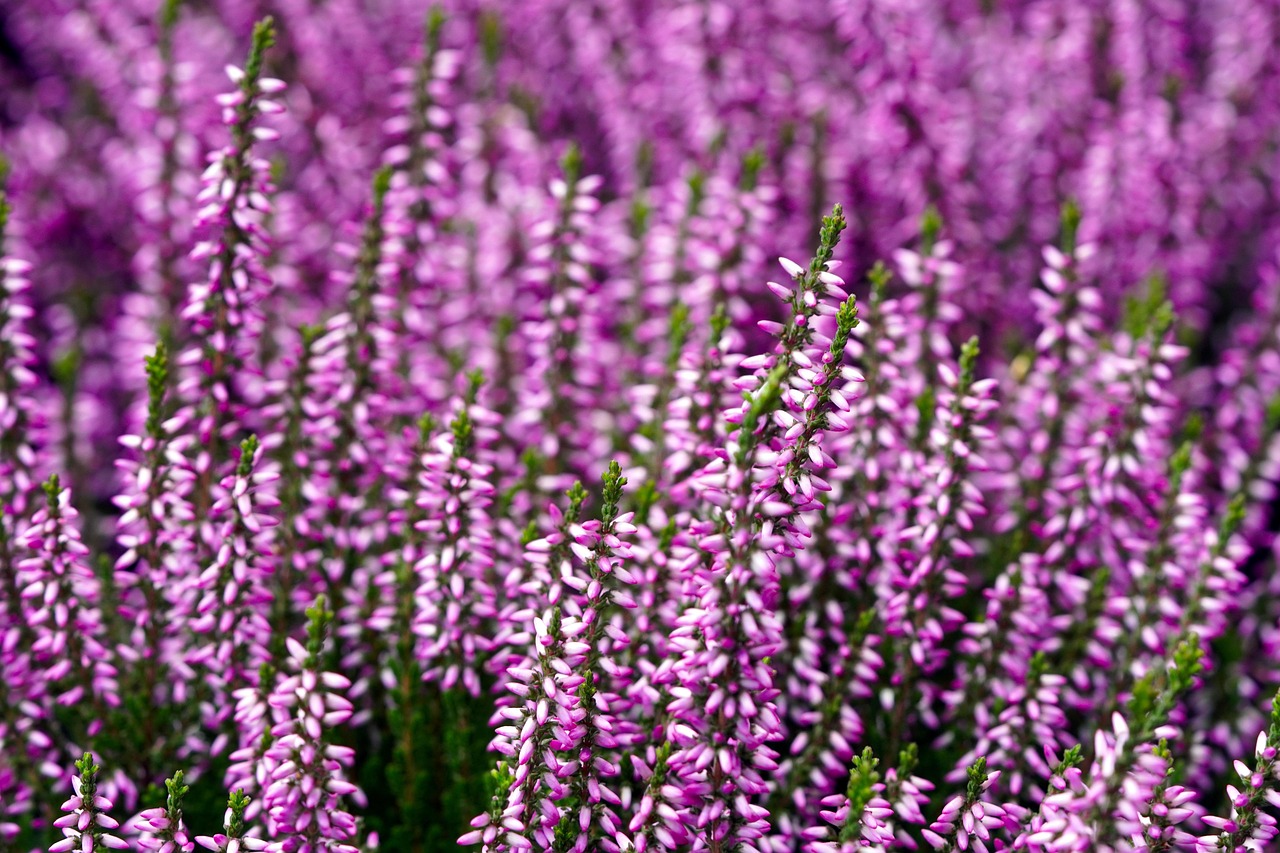 Exploring the Beauty and Varieties of Heather Plants – Earthly Comforts