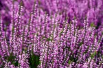 Exploring the Beauty and Varieties of Heather Plants – Earthly Comforts