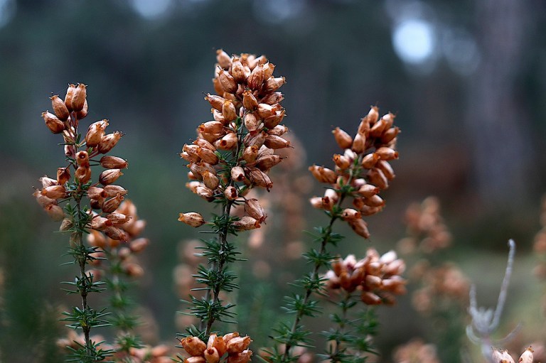 Exploring the Beauty and Varieties of Heather Plants – Earthly Comforts
