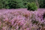 Exploring the Beauty and Varieties of Heather Plants – Earthly Comforts