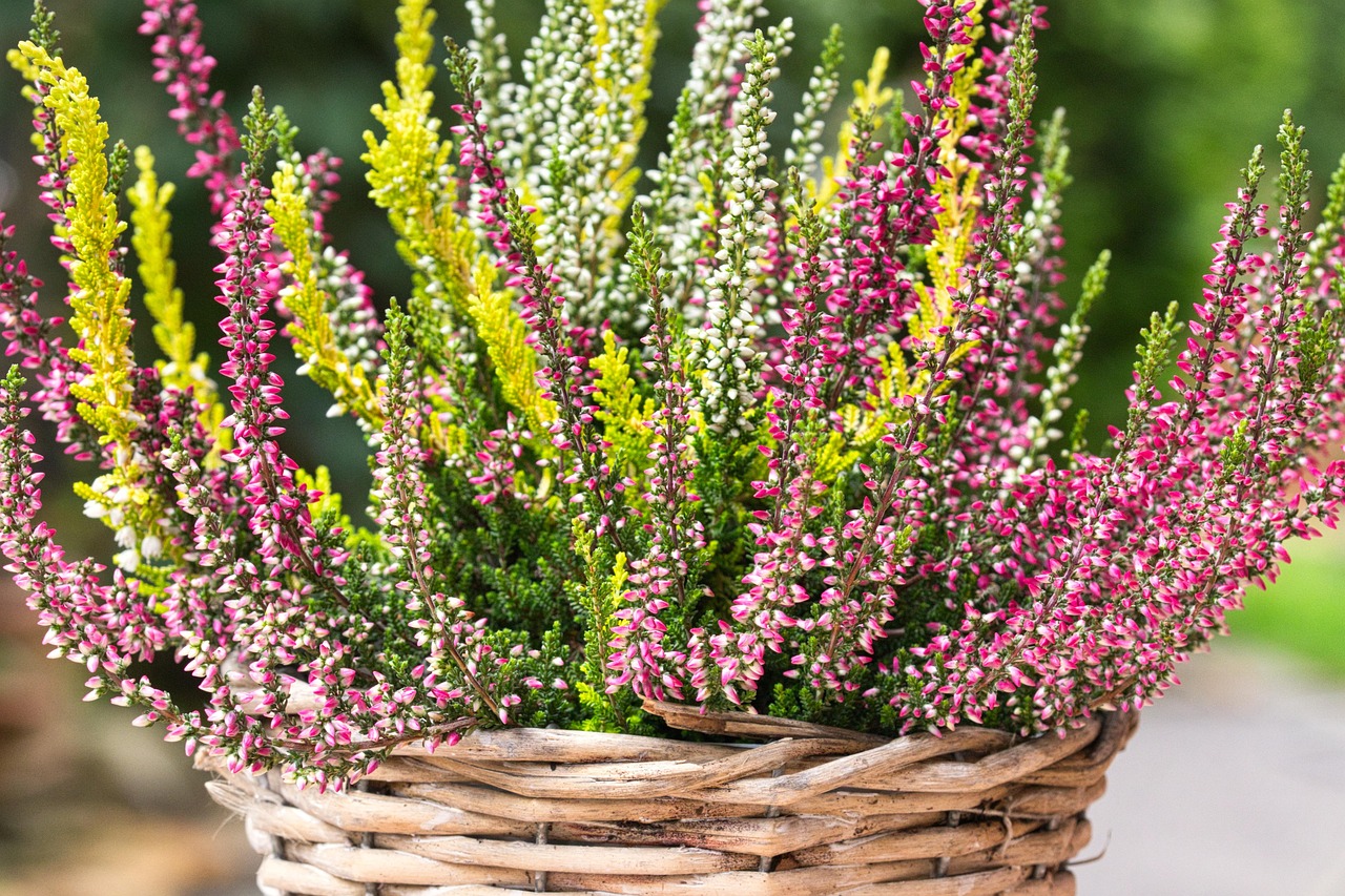 Exploring the Beauty and Varieties of Heather Plants – Earthly Comforts