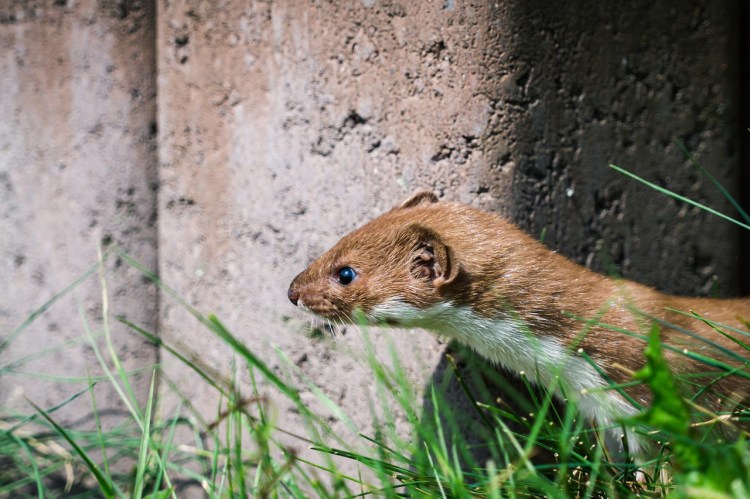 Understanding the Weasel: A UK Predator – Earthly Comforts