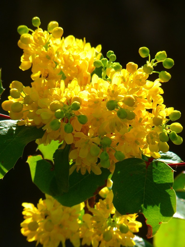 Growing Mahonia: A Low-Maintenance Guide – Earthly Comforts