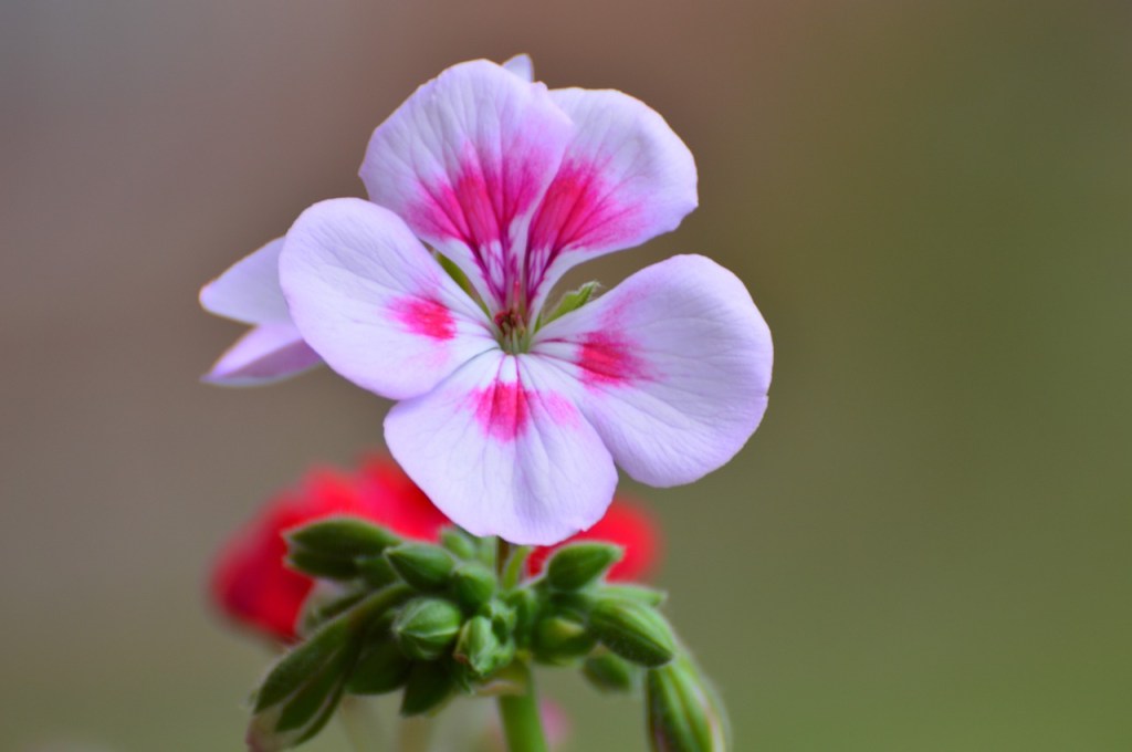 Winterize Your Geraniums – Earthly Comforts