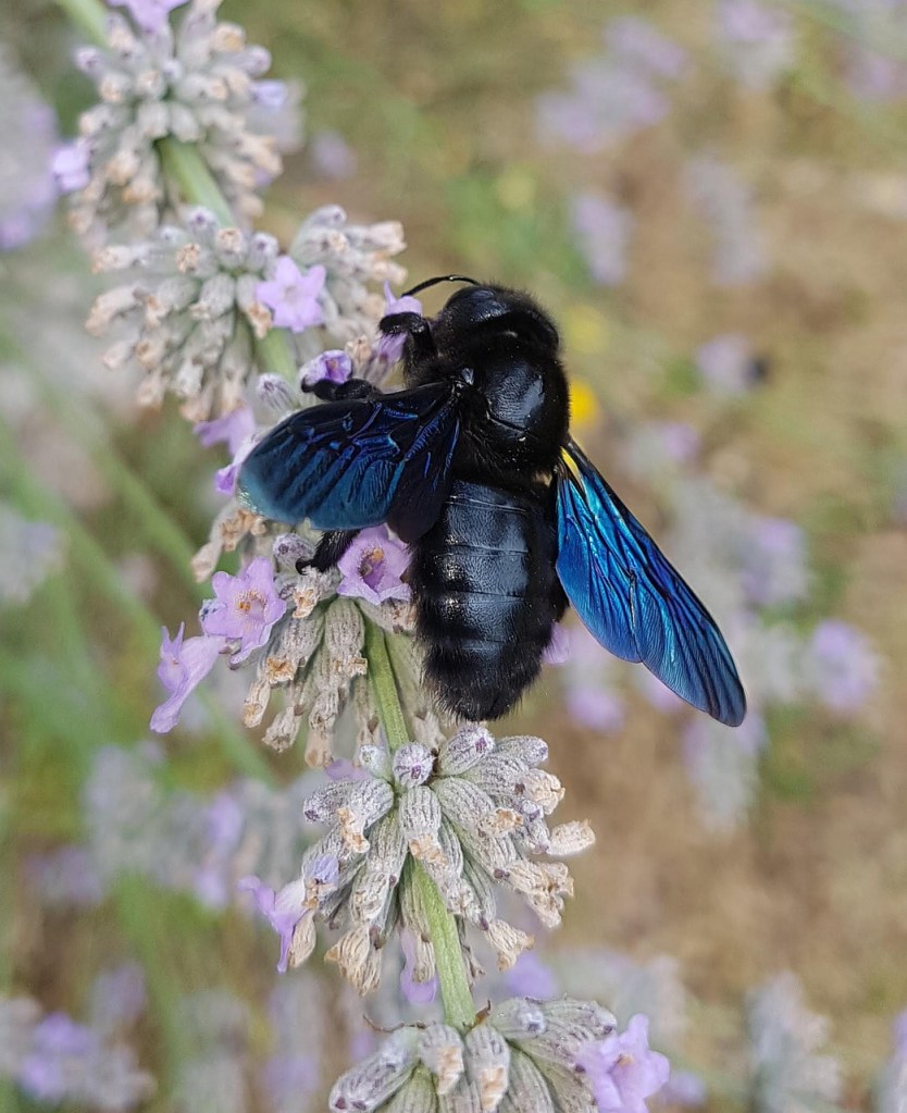 Carpenter Bees – Earthly Comforts