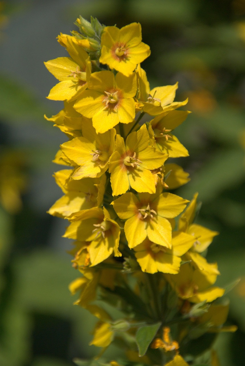 Yellow Loosestrife – Earthly Comforts